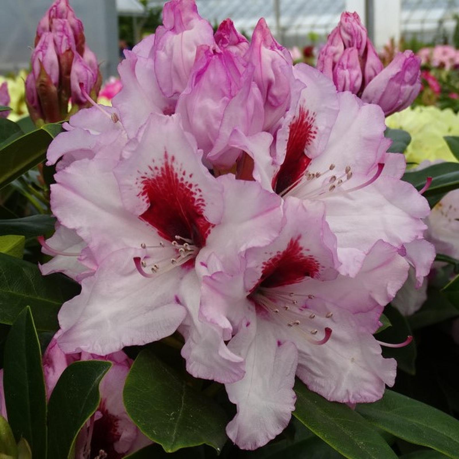 Rhododendron GRAFFITO