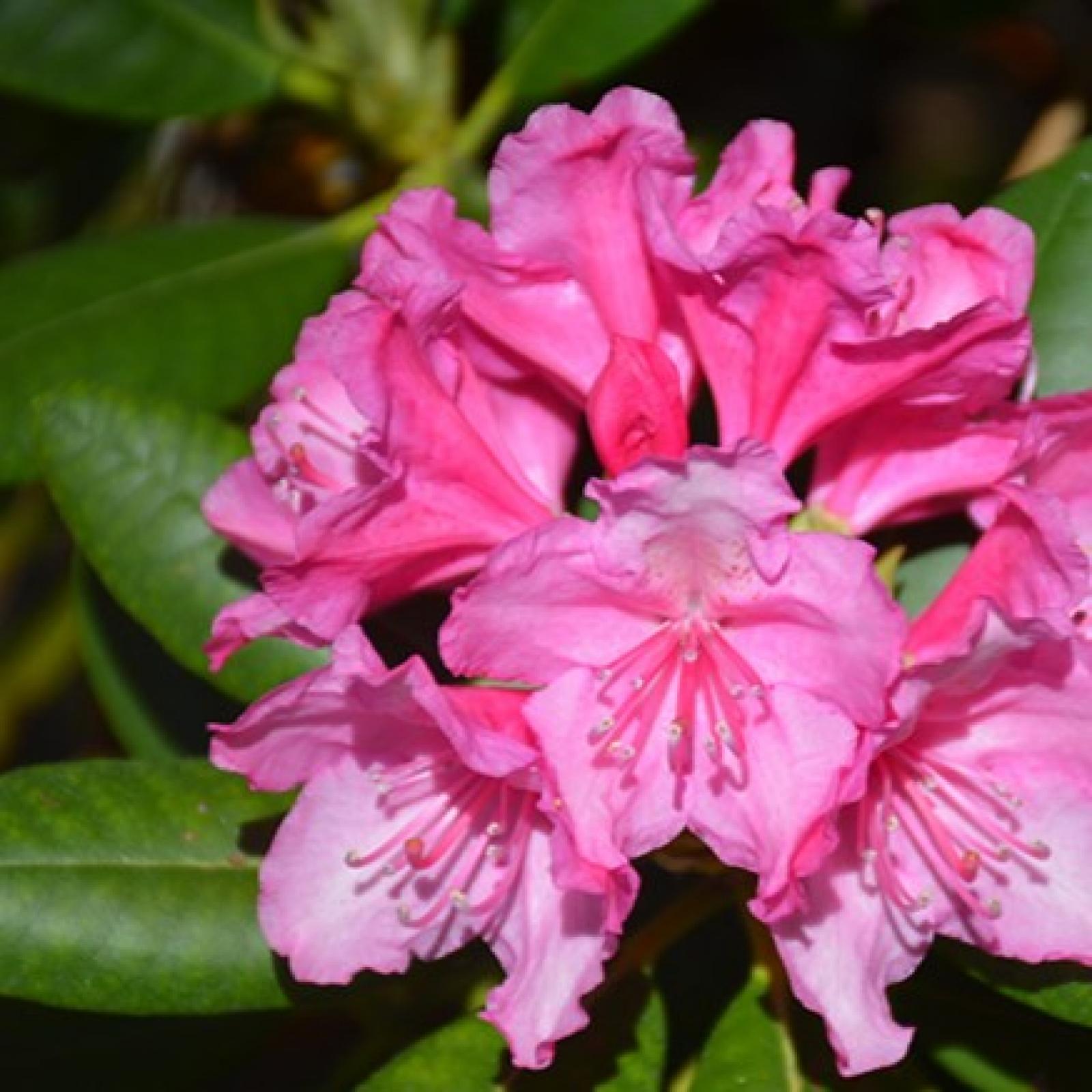 Rhododendron HAAGA