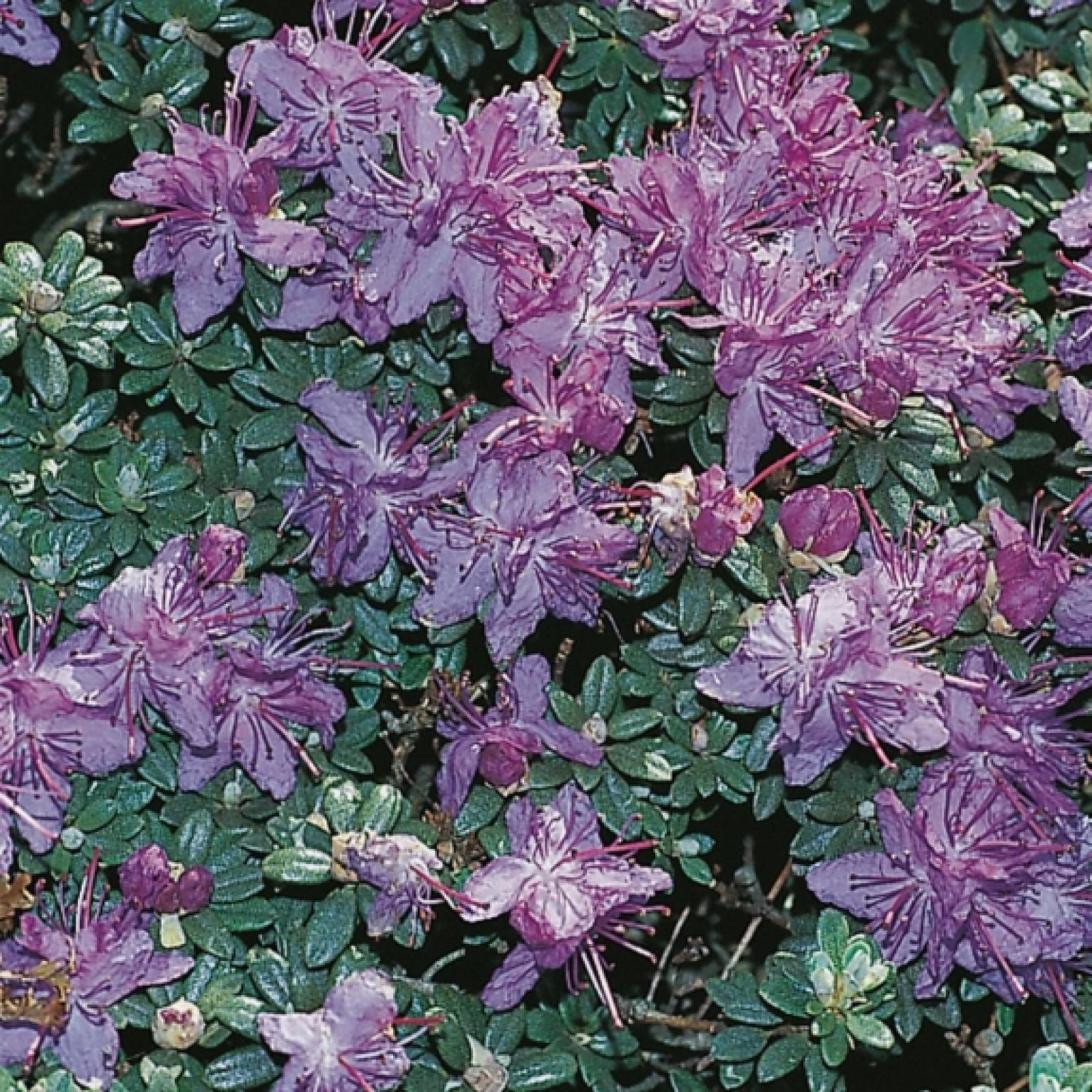 Rhododendron IMPEDITUM