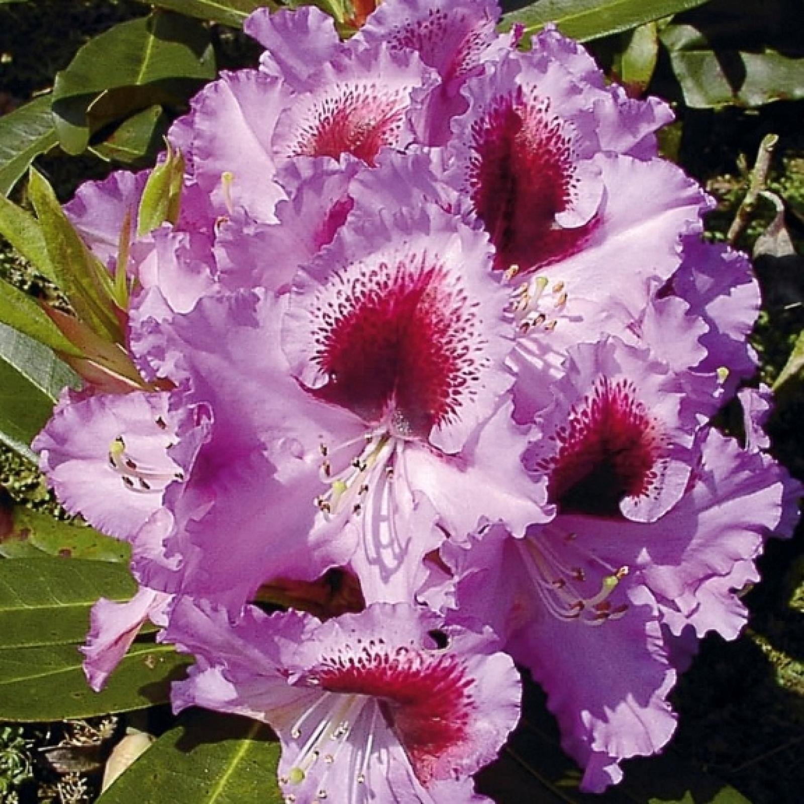 Rhododendron KABARETT