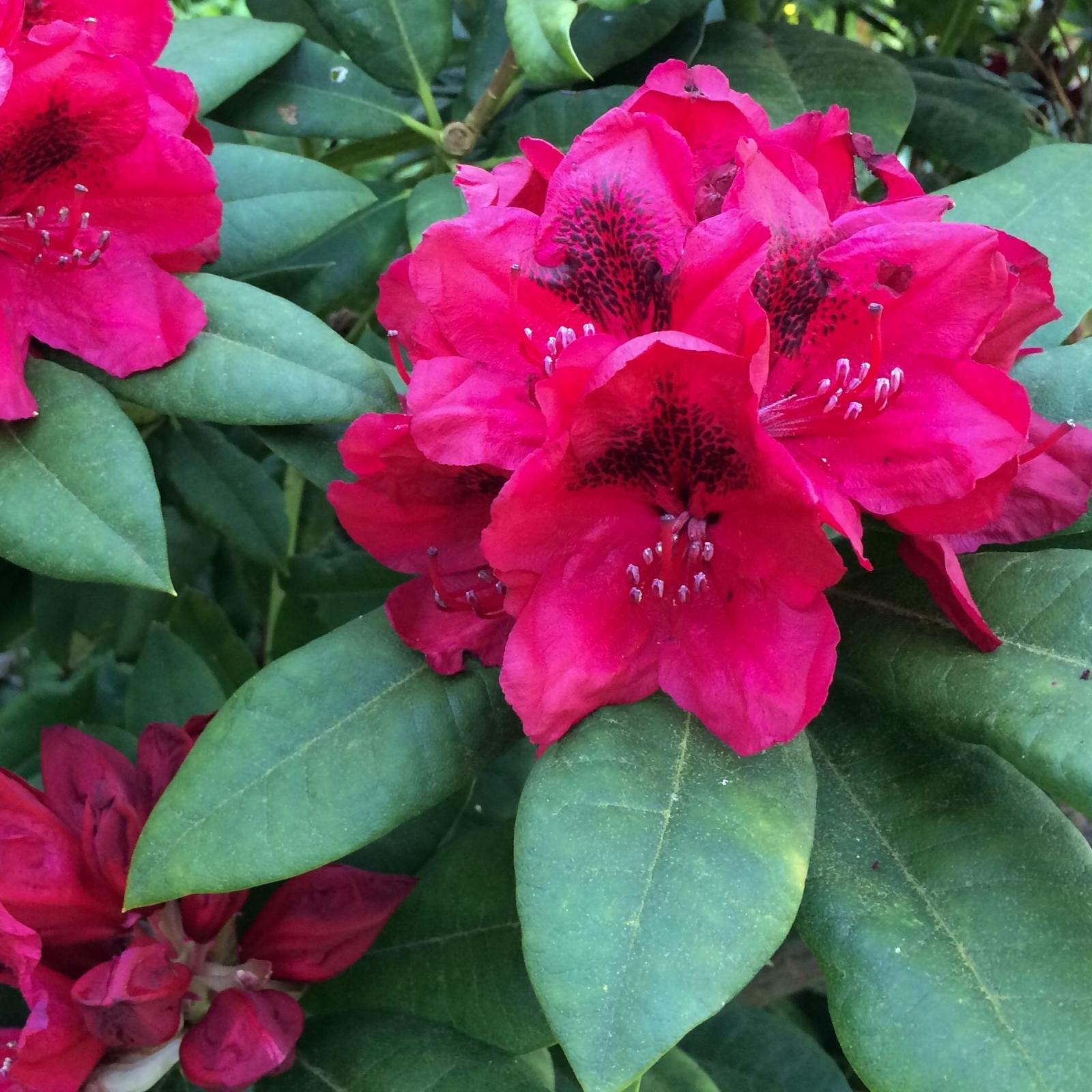 Rhododendron LORD ROBERTS