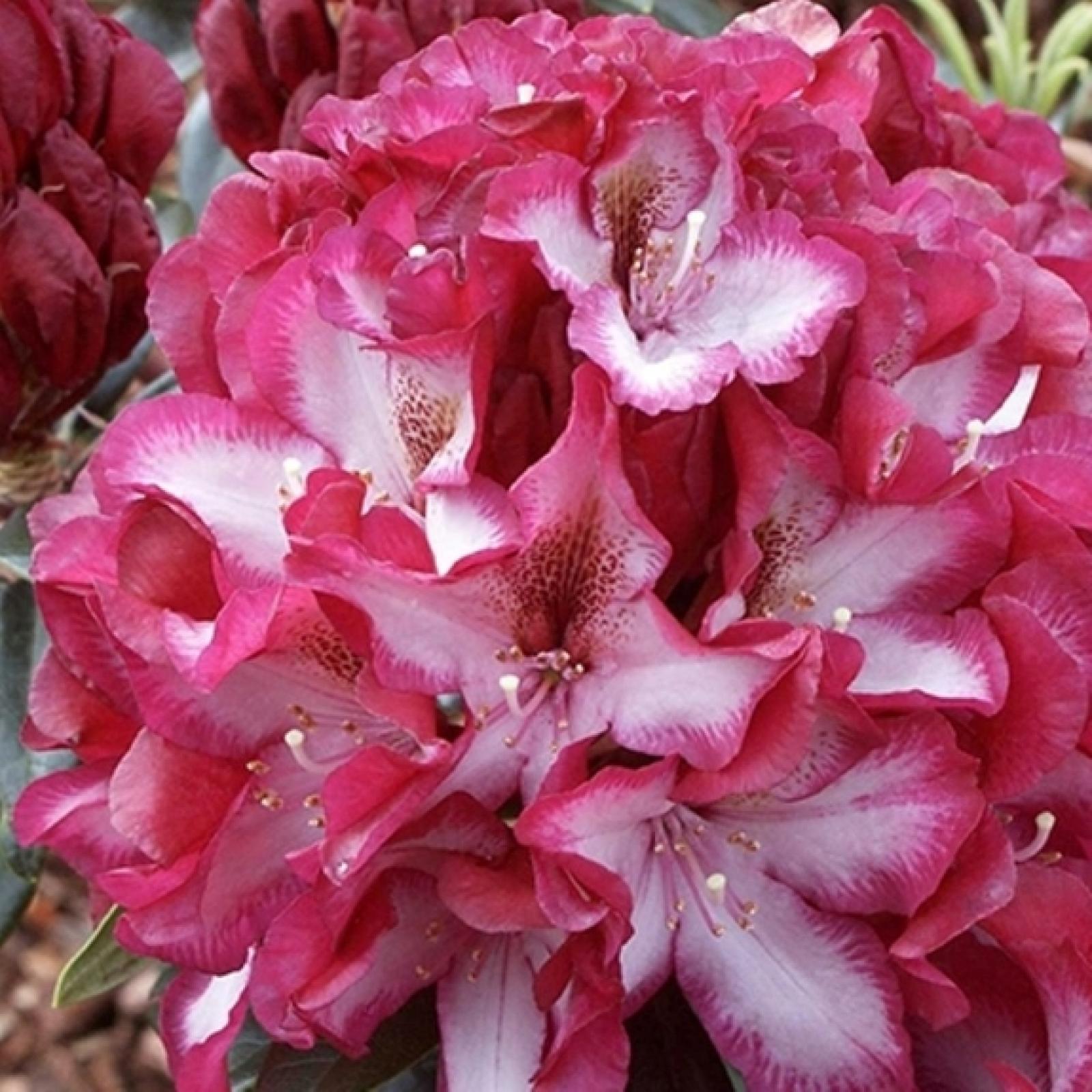 Rhododendron MIDNIGHT MYSTIQUE