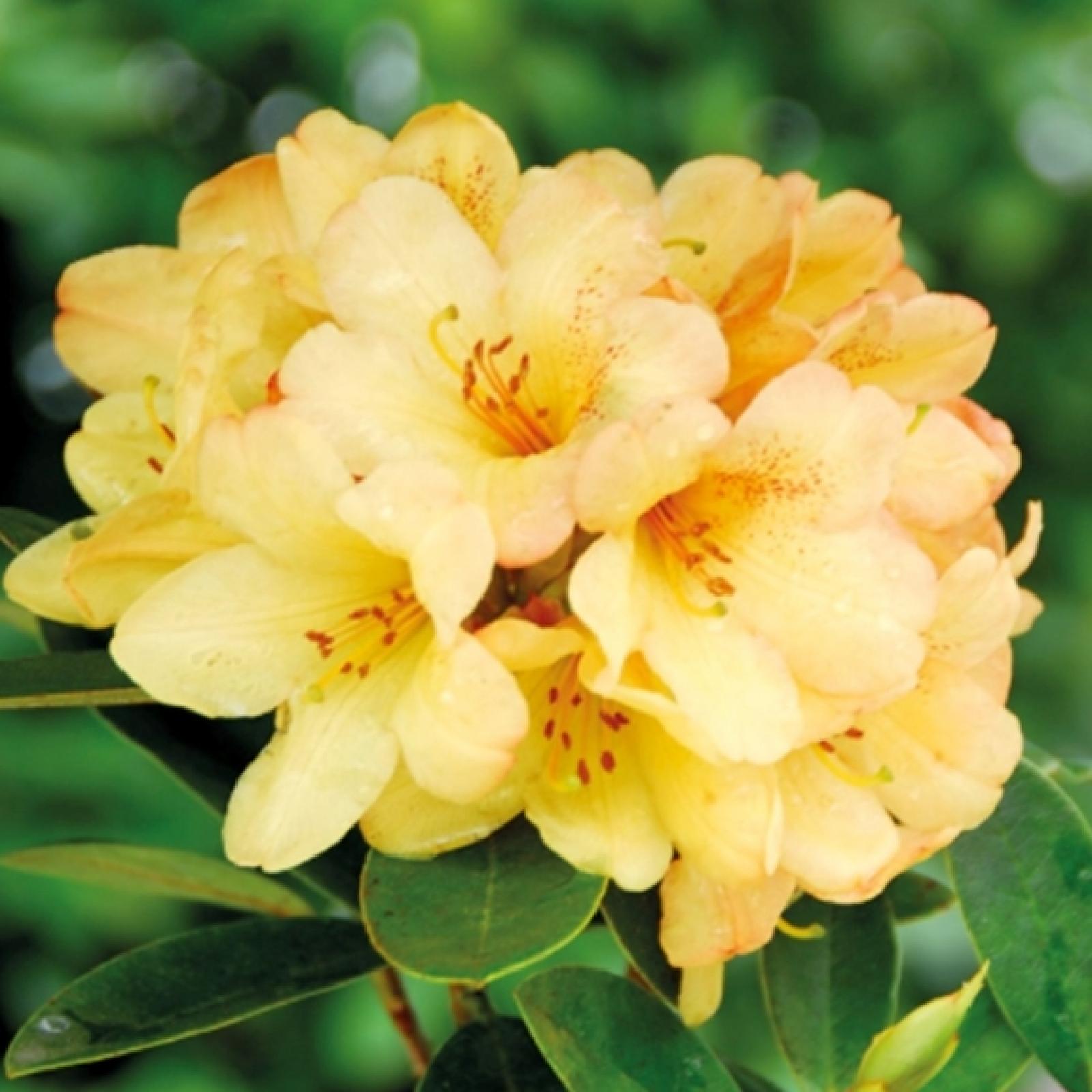 Rhododendron MOONFIRE