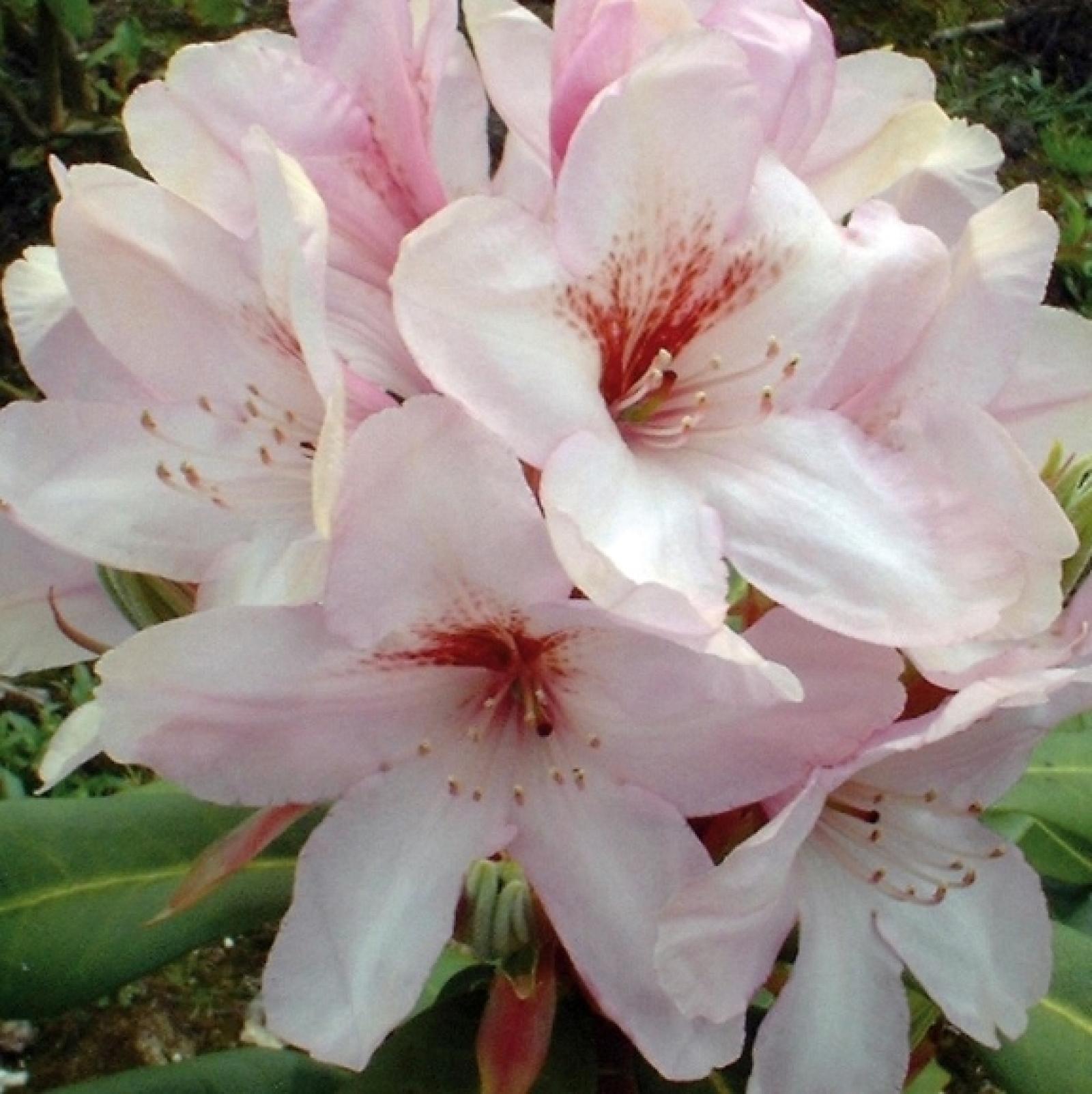 Rhododendron PAOLA