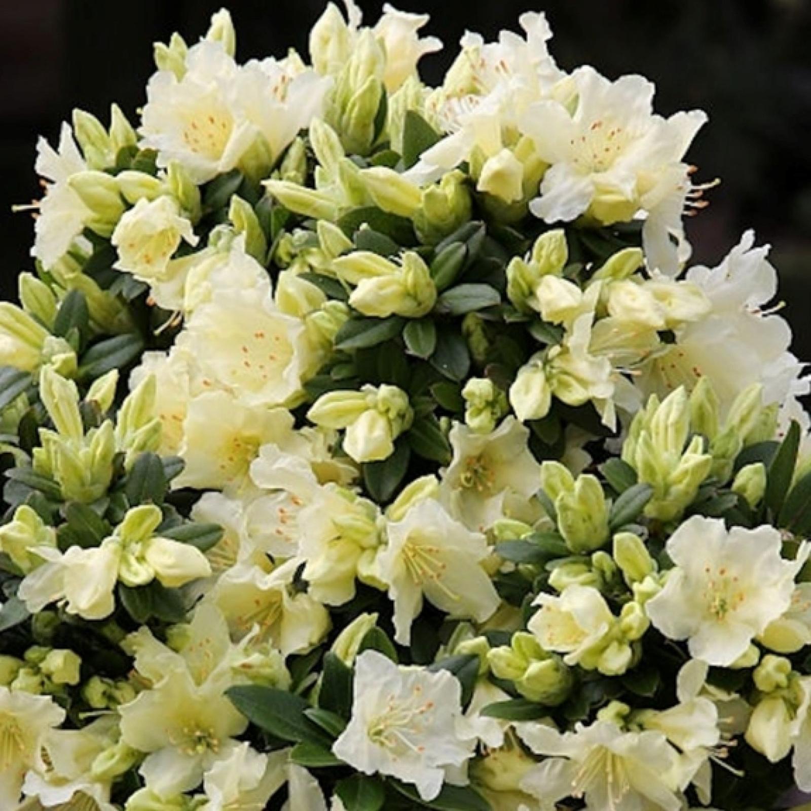 Rhododendron PATTY BEE