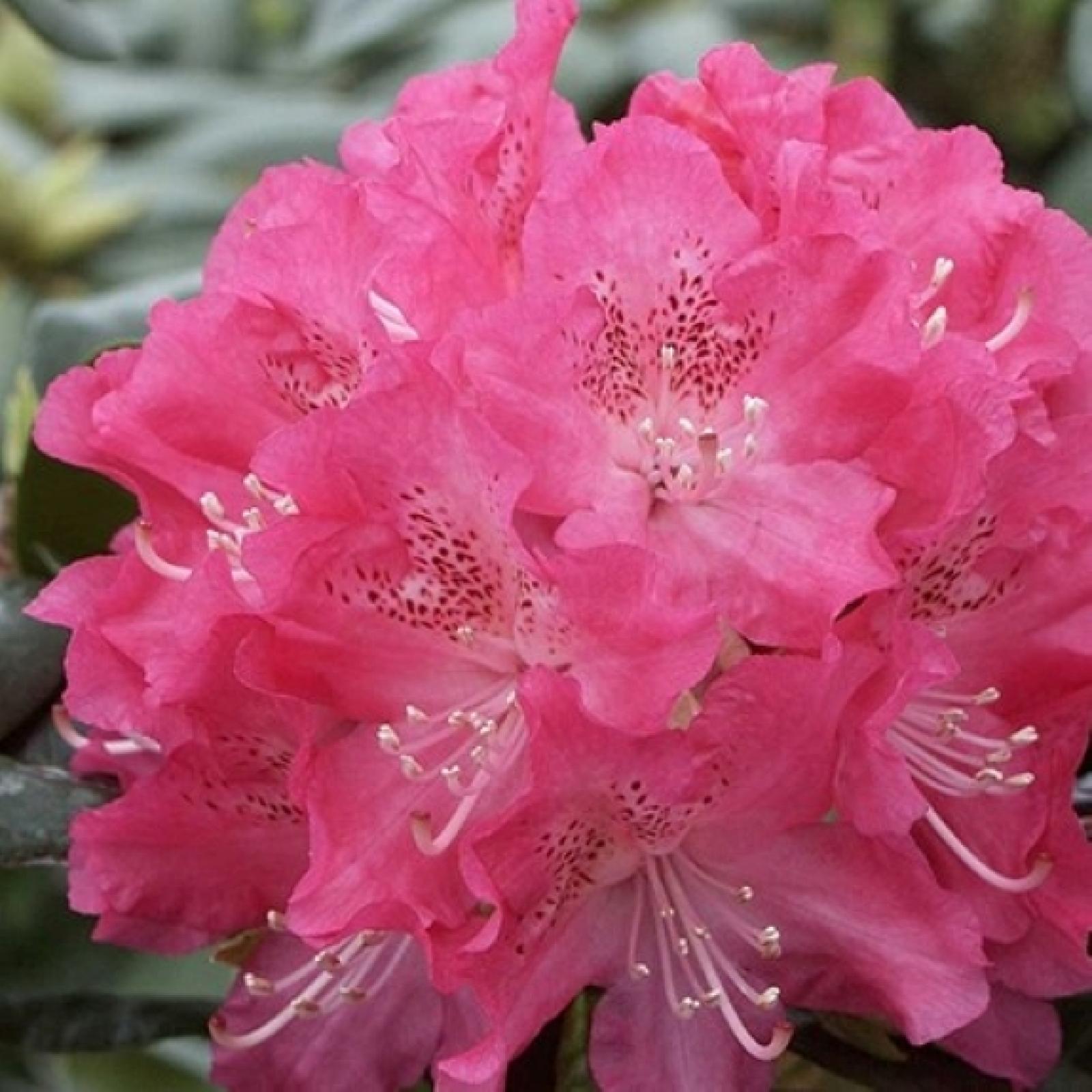 Rhododendron PINK LADY