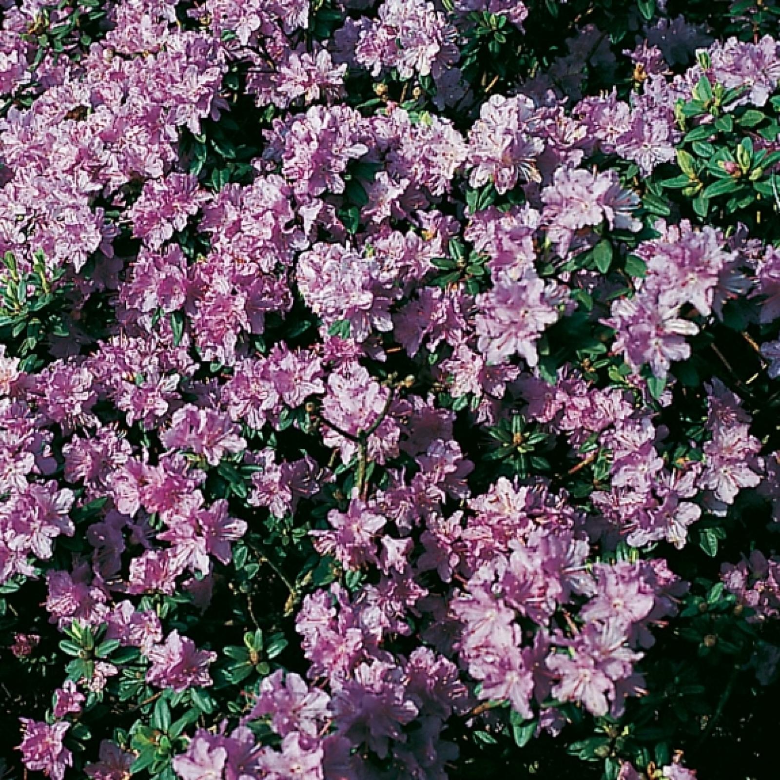 Rhododendron RAMAPO