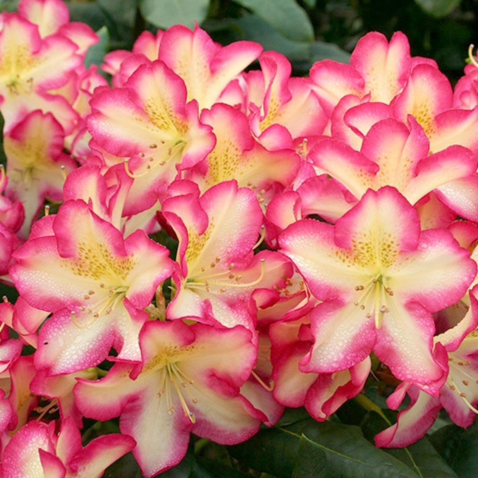 Rhododendron RAPHAELA