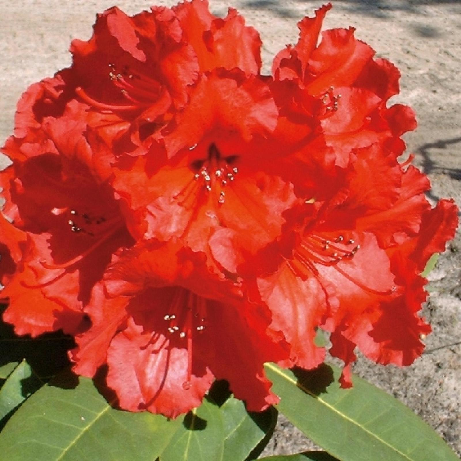 Rhododendron Red Jack