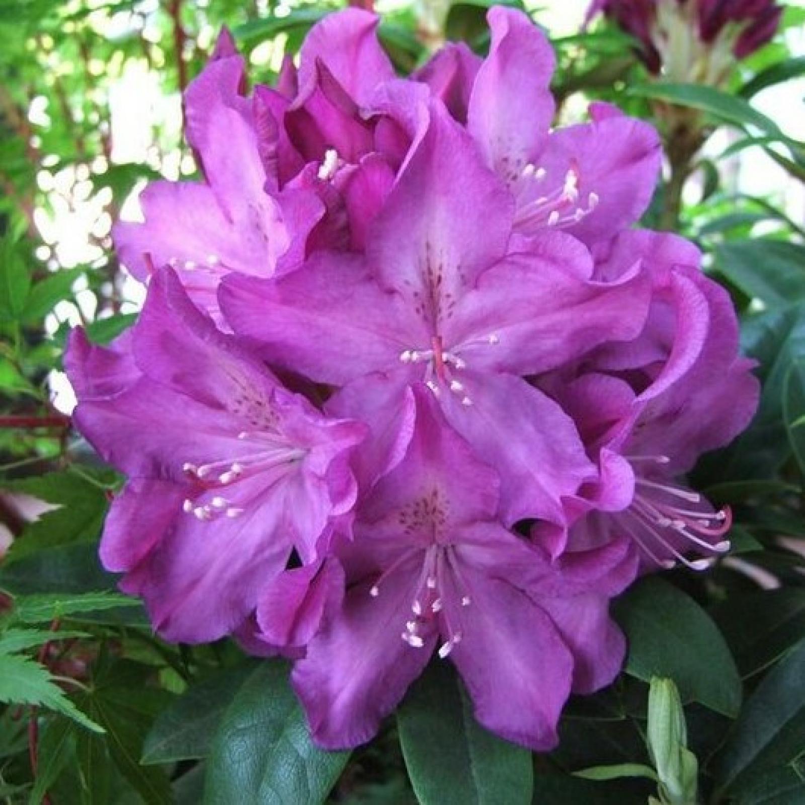 Rhododendron ROYAL LILAC