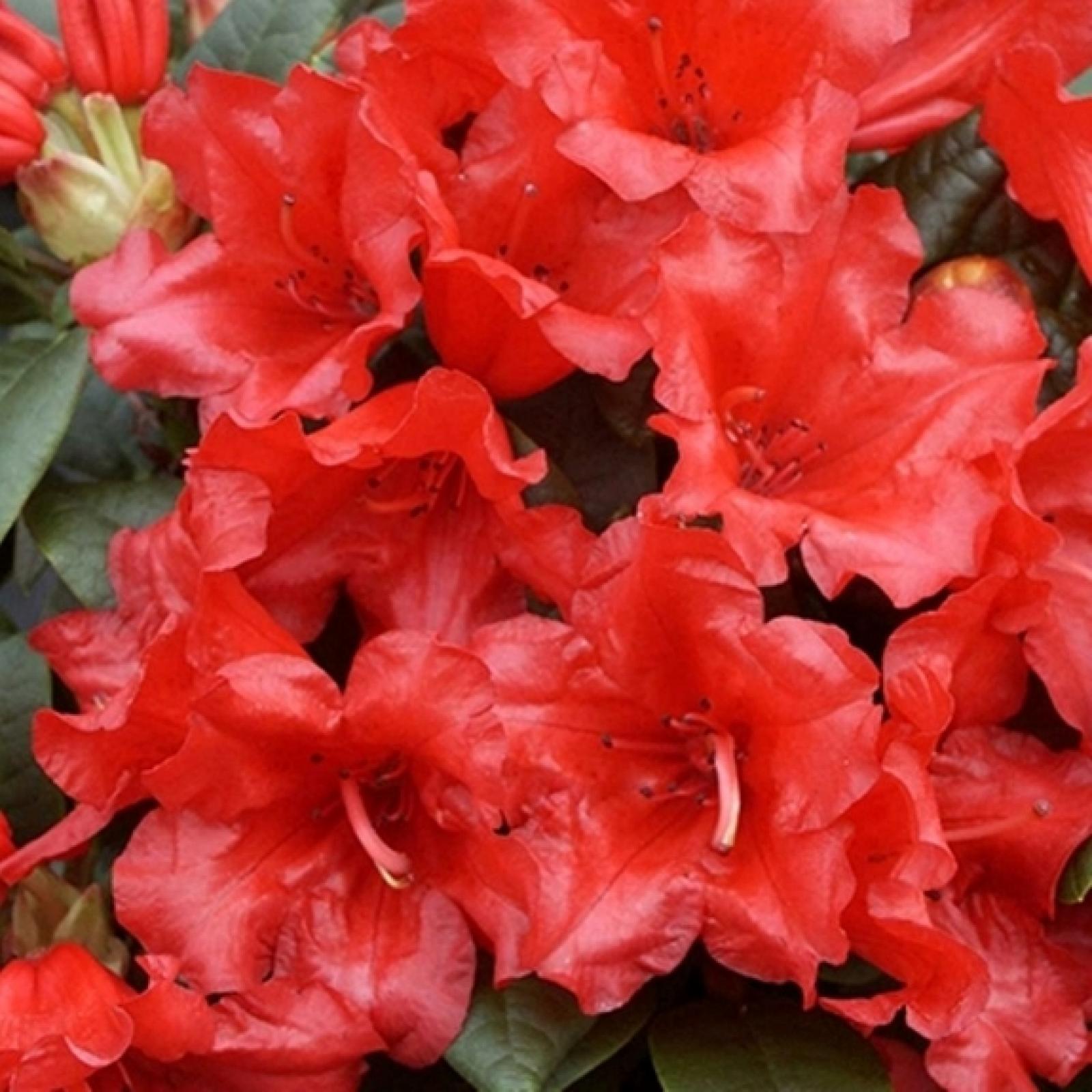 Rhododendron SCARLET WONDER