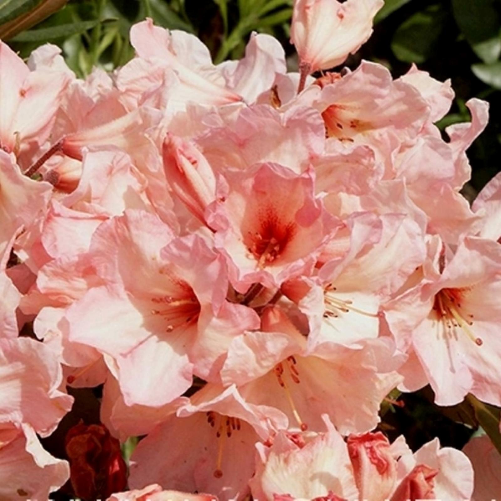Rhododendron VIRGINIA RICHARDS