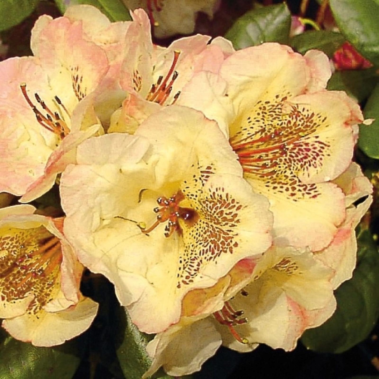Rhododendron VISCY