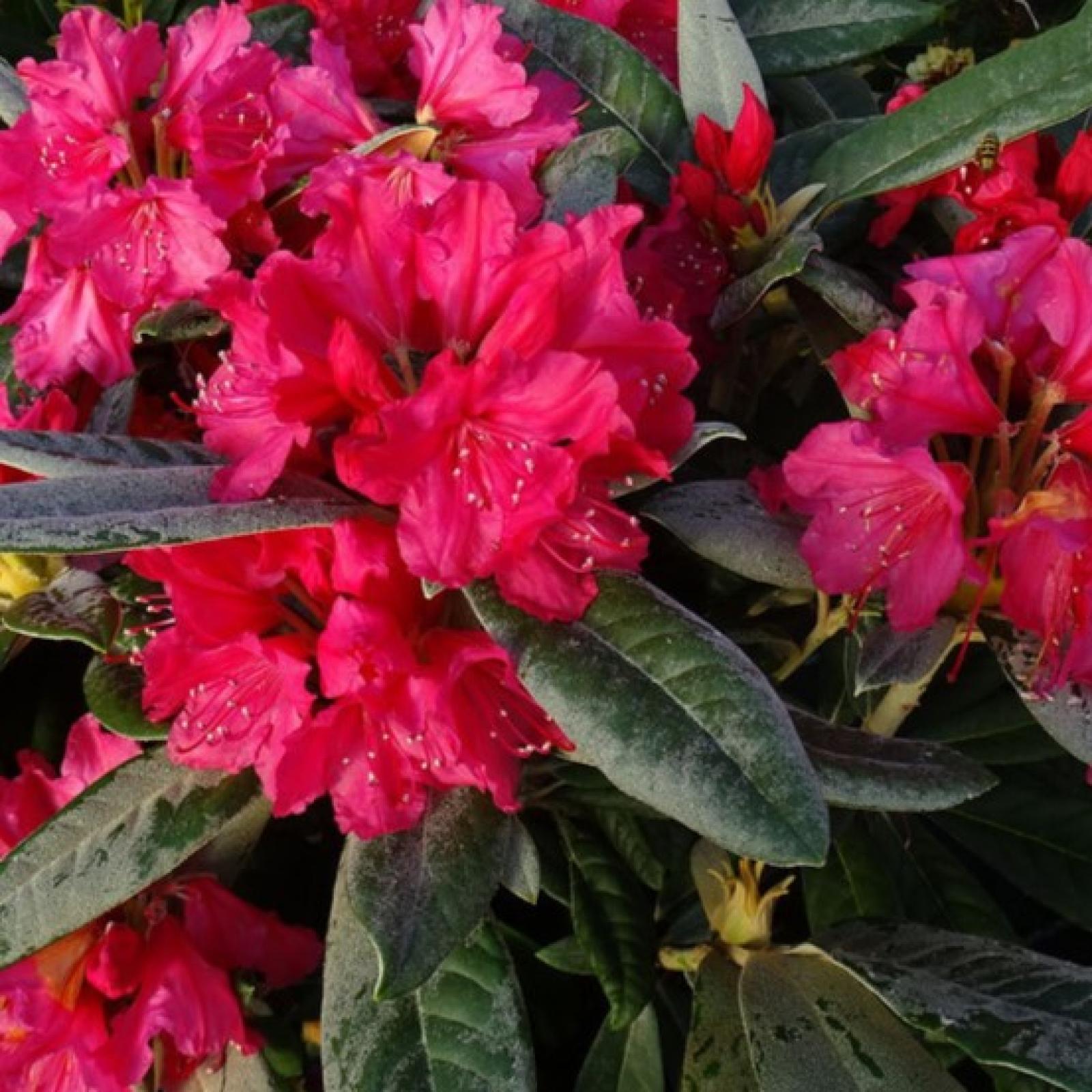 Rhododendron WEINLESE